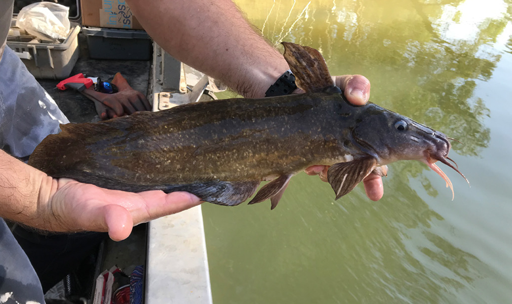 Wimmera CMA | Wimmera River 2024 Fish Comeback