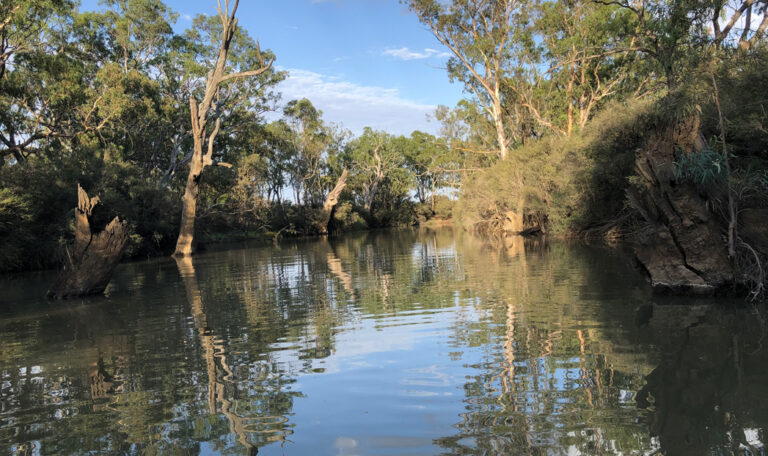Wimmera CMA | Wimmera River 2024 Fish Comeback
